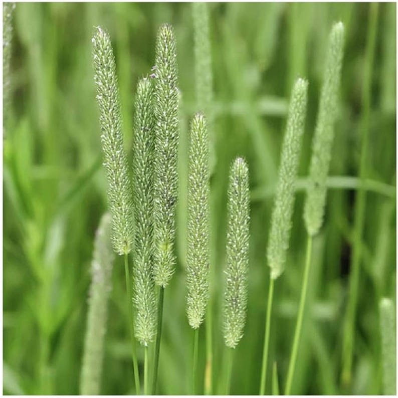 20+ Seeds Climax Timothy Grass Seeds, Cover Crop Hay Garden - Etsy