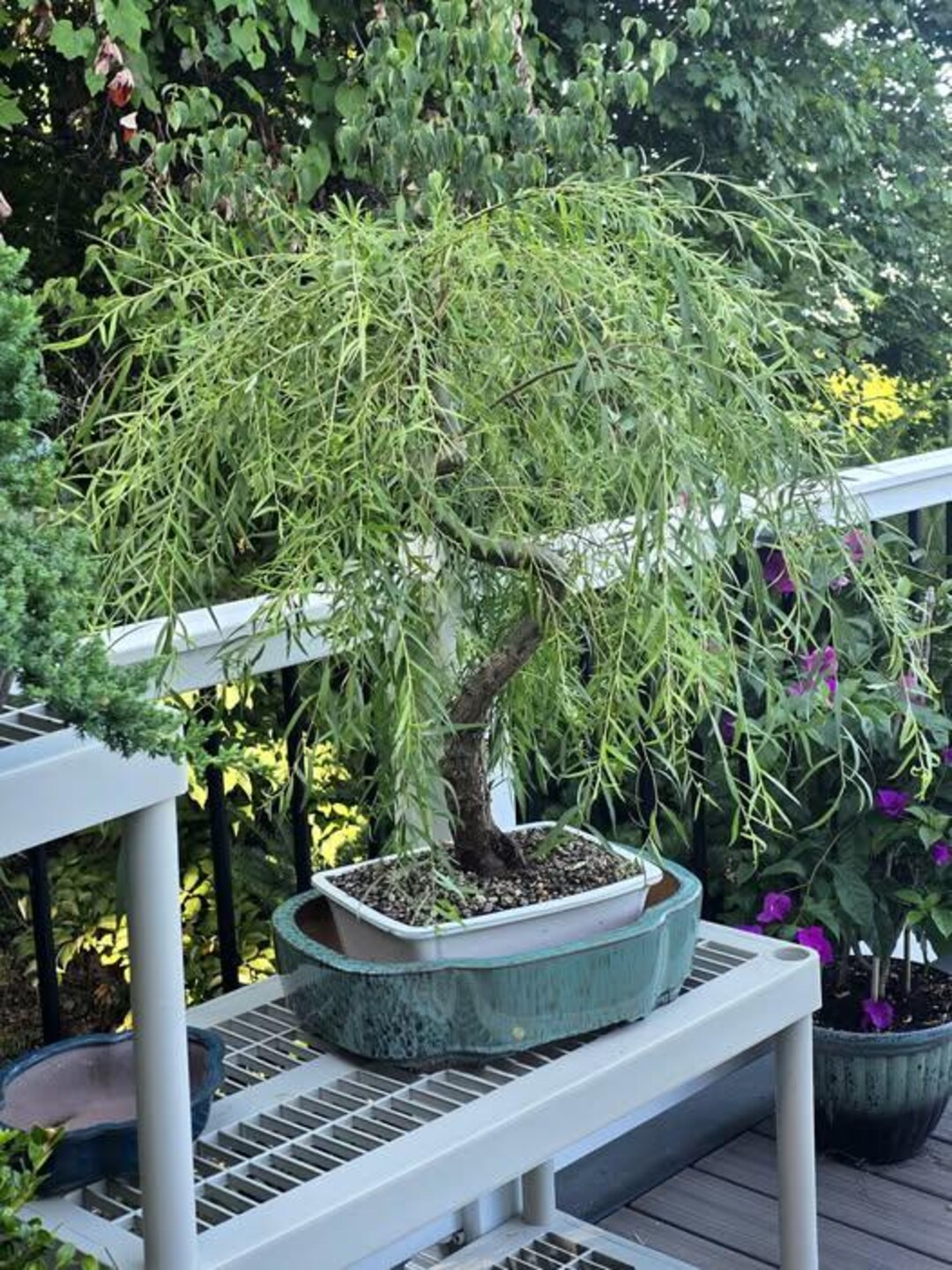 Green Weeping Willow Bonsai CUTTING| Live Plant for Bonsai Training ...