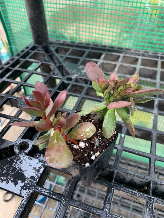 Crassula Pubescens Subsp. Radicans AKA Crassula Red Carpet 2 - Etsy
