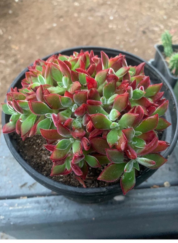 Beautiful Echeveria Pulvinata AKA Ruby Blush or Chenille - Etsy