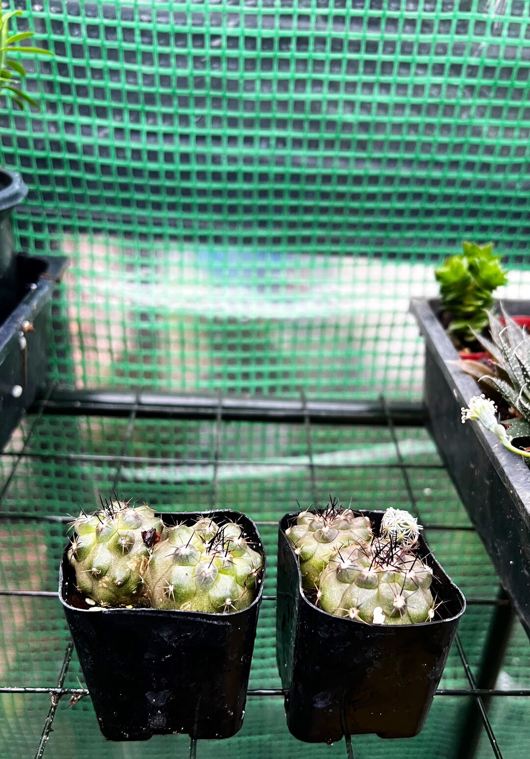 Coryphantha Elephantidens AKA Elephants Tooth or Beehive Cactus 2 - Etsy