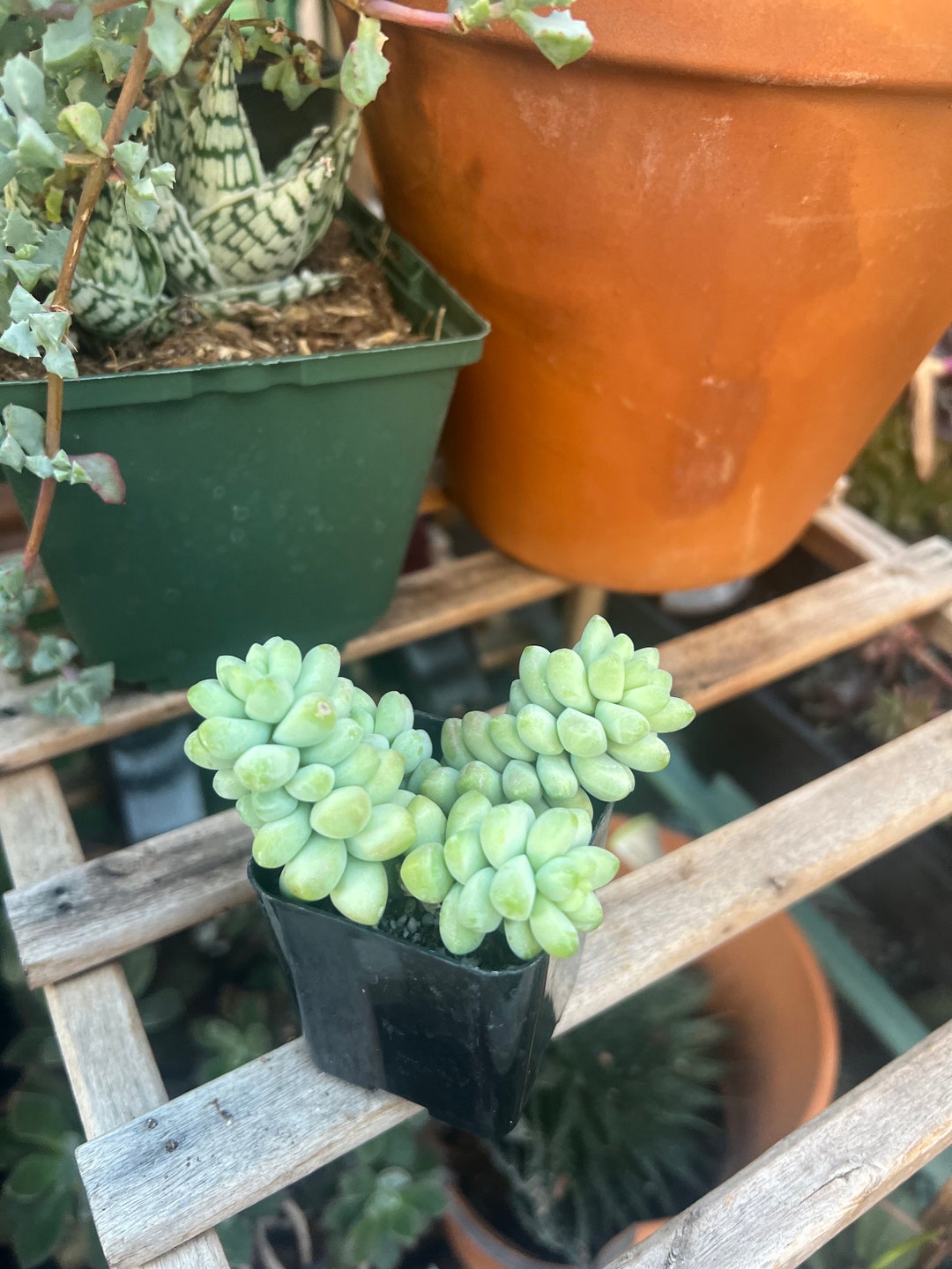 Sedum Burrito Commonly Known as Donkeys Tail - Etsy