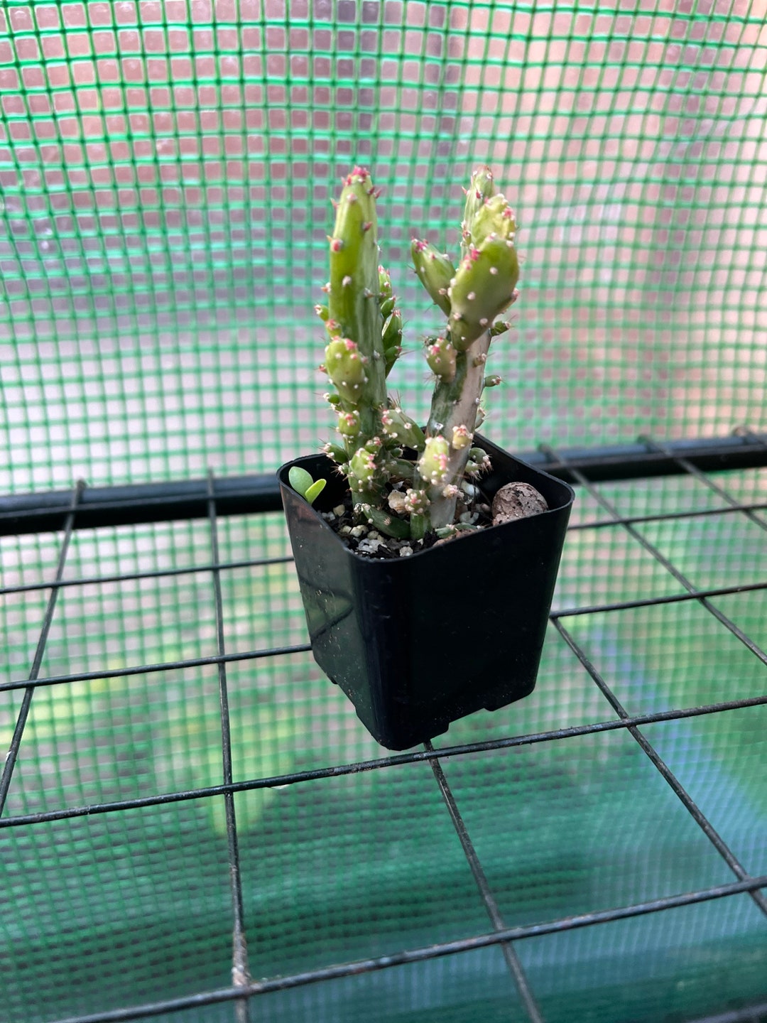 Opuntia Monacantha Variegata Variegated Josephs Coat. 2 Live Plants in ...