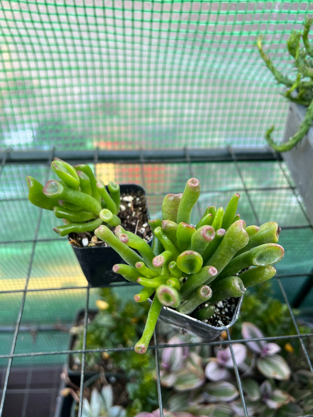 Crassula Ovata gollum AKA Finger Jade, Hobbits Pipe Jade 2 - Etsy
