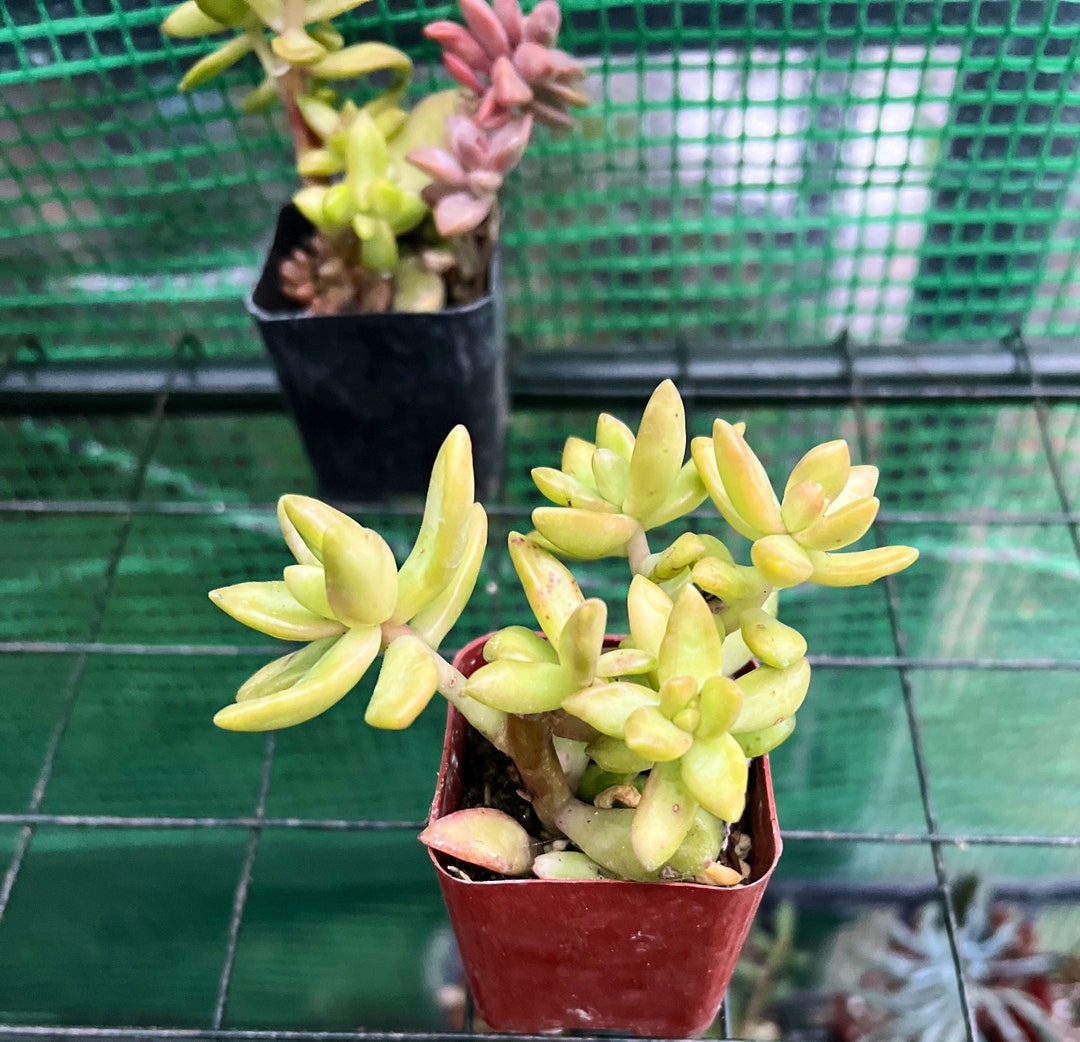 Sedum Nussbaumerianum, AKA Coppertone Stonecrop, in a 2 Pot - Etsy