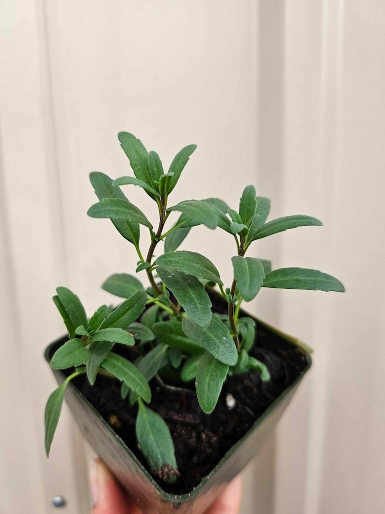Hyssop Plant Hyssopus Officinalis Live Plant Healthy Beautiful Plant In A 3 In Pot Etsy