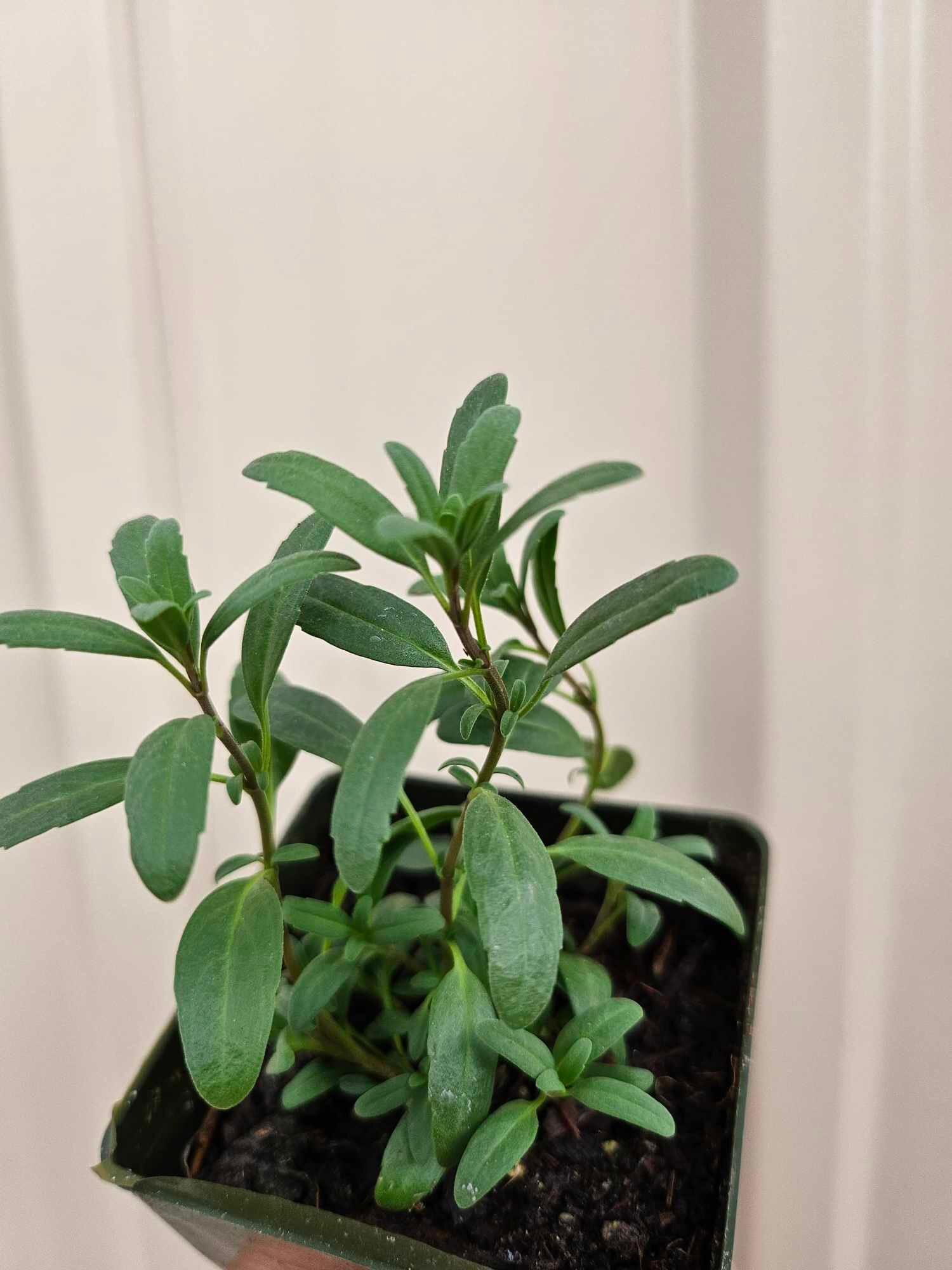 Hyssop Plant (hyssopus Officinalis) Live Plant, Healthy Beautiful Plant ...