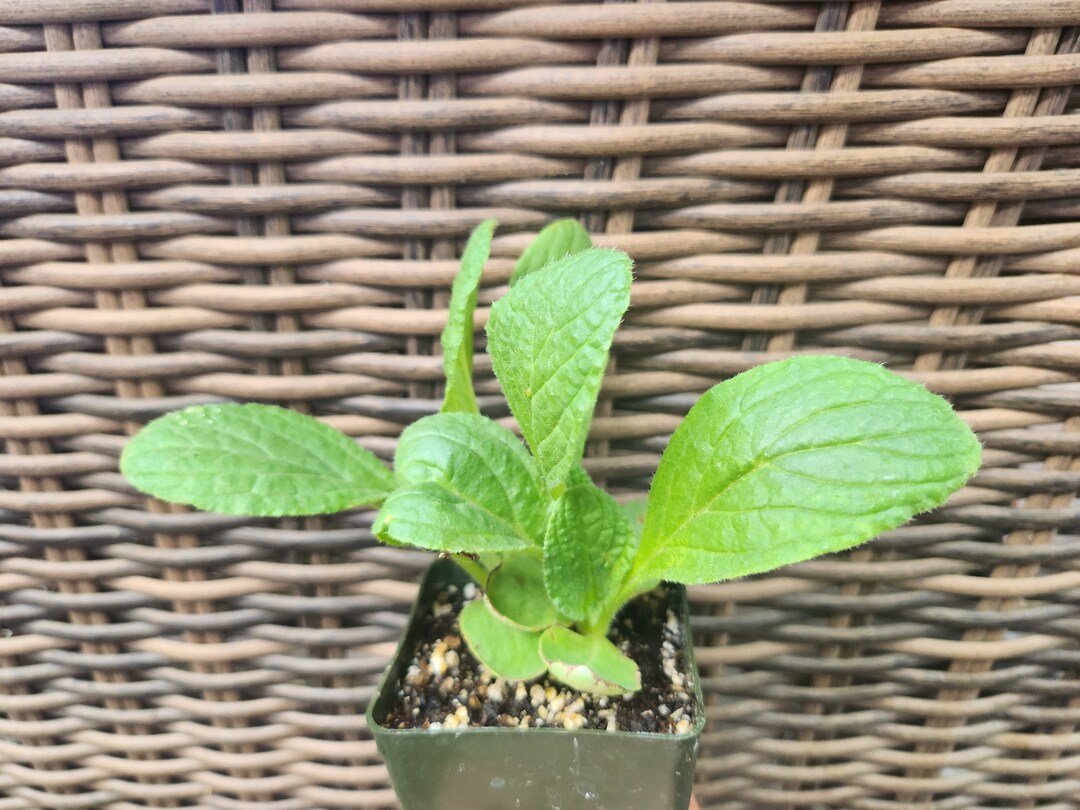 Borage Live Plant in a 3in Pot Very Beautifu Land Healty (borago ...