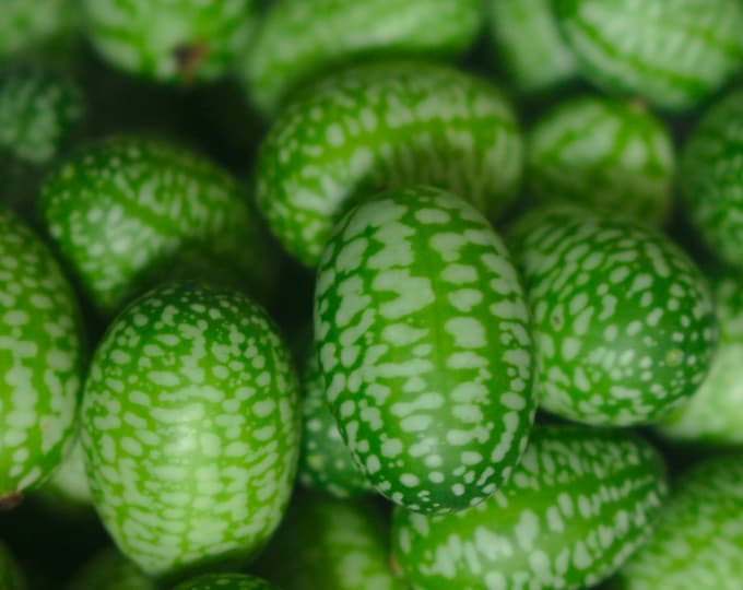 Cucamelon Live Plant, Melothria Scabra, Cucamelon, Mexican Miniature ...