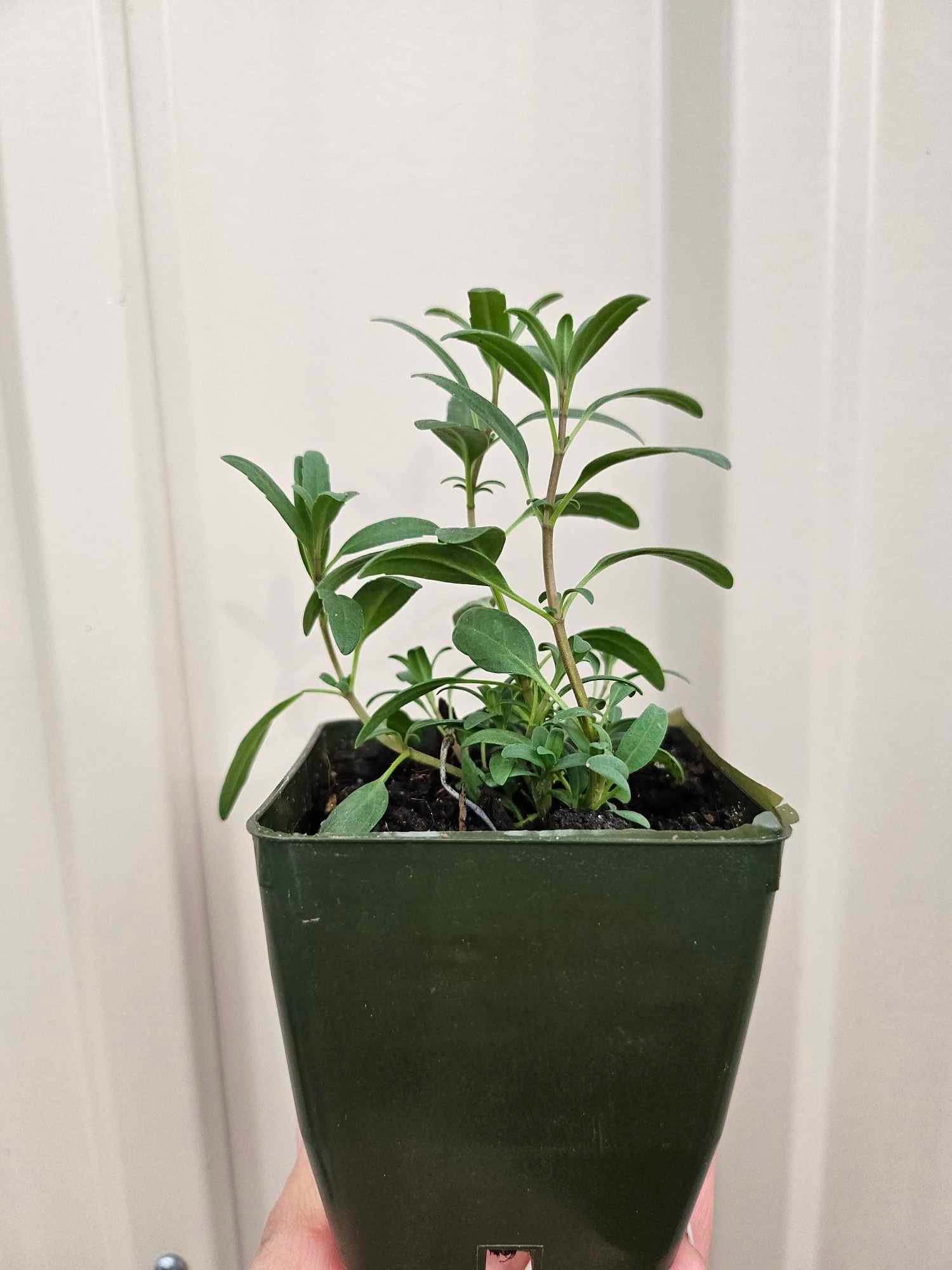 Hyssop Plant (hyssopus Officinalis) Live Plant, Healthy Beautiful Plant ...