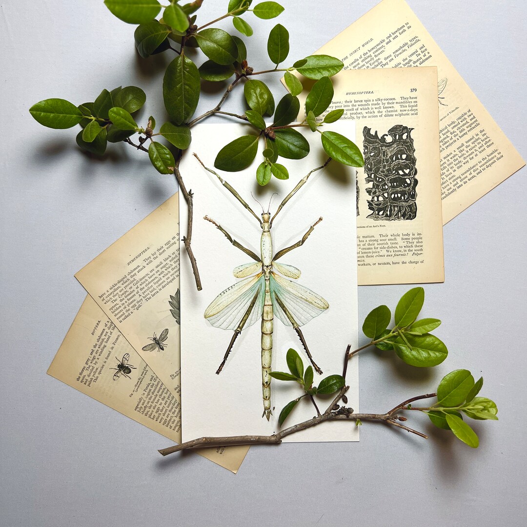 Watercolor Stick Insect Art Print. Green Bug Art. Science Classroom ...