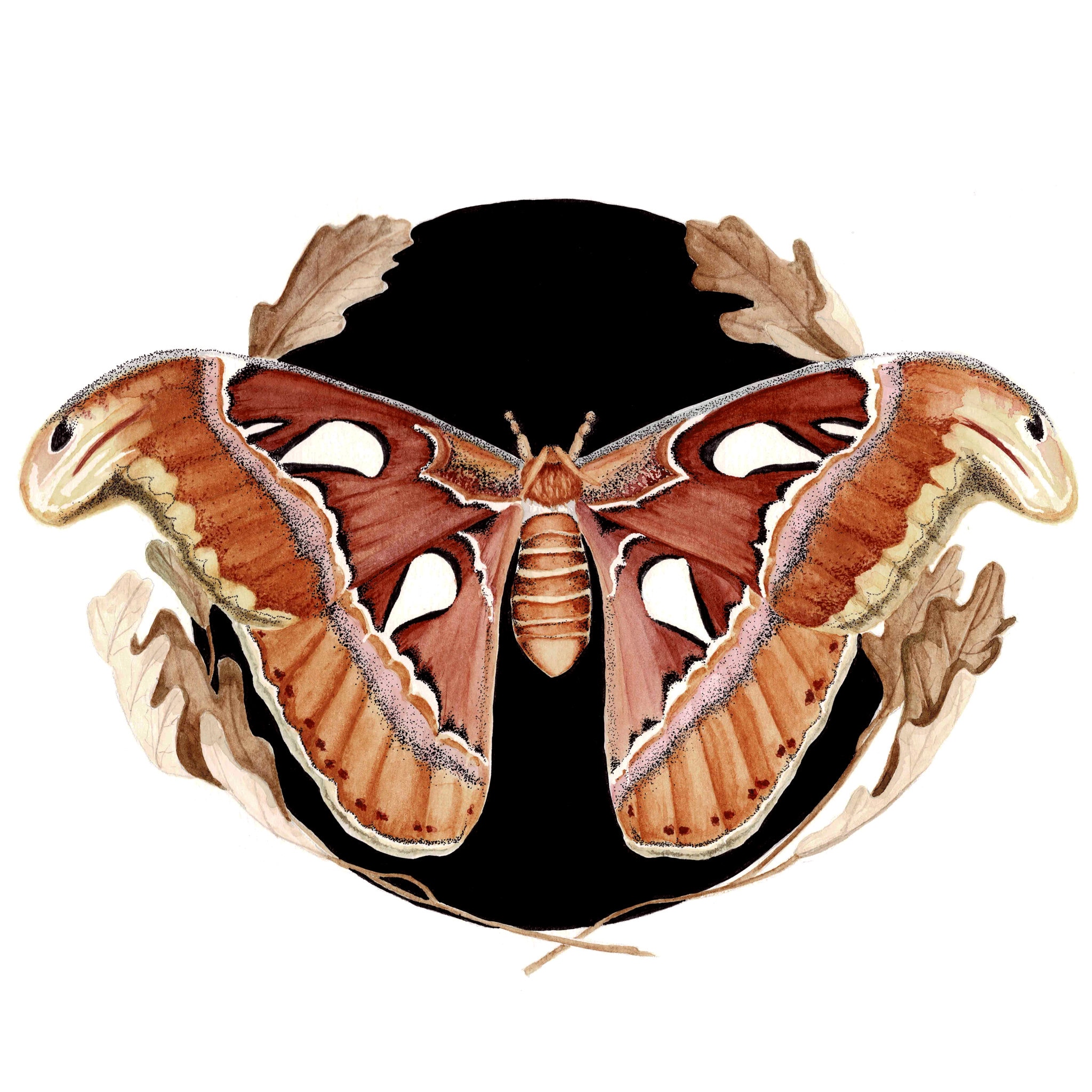 Watercolor Moth Art Print. Atlas Moth Art. Dark Academia Art. Insect ...