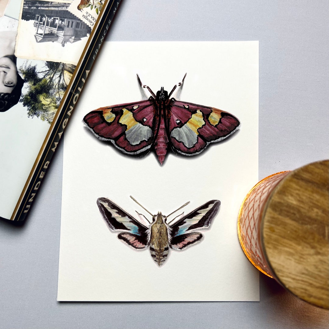 Watercolor Moth Art Print. Insect Painting. Hawk Moth Artwork ...