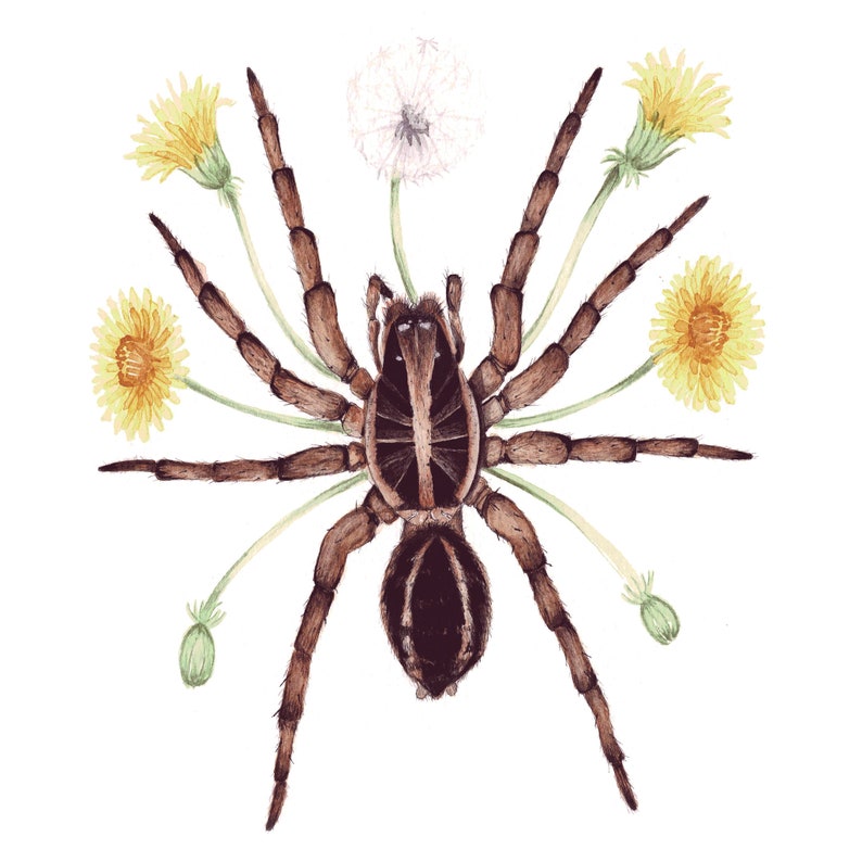 Watercolor Wolf Spider Art Print. Boho Floral Bug Painting. Science ...
