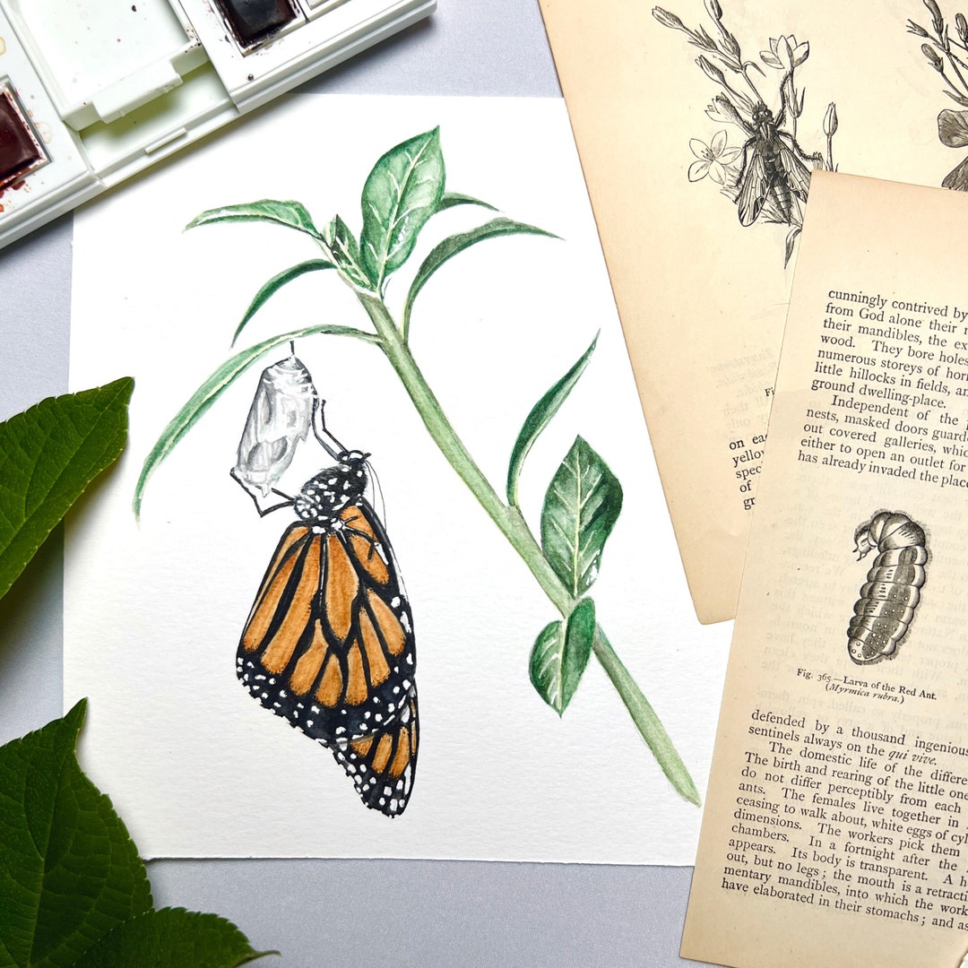 Watercolor Monarch Butterfly Art Print. Earthy Butterfly Chrysalis ...