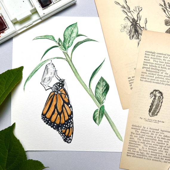 Butterfly Emerging Drawing