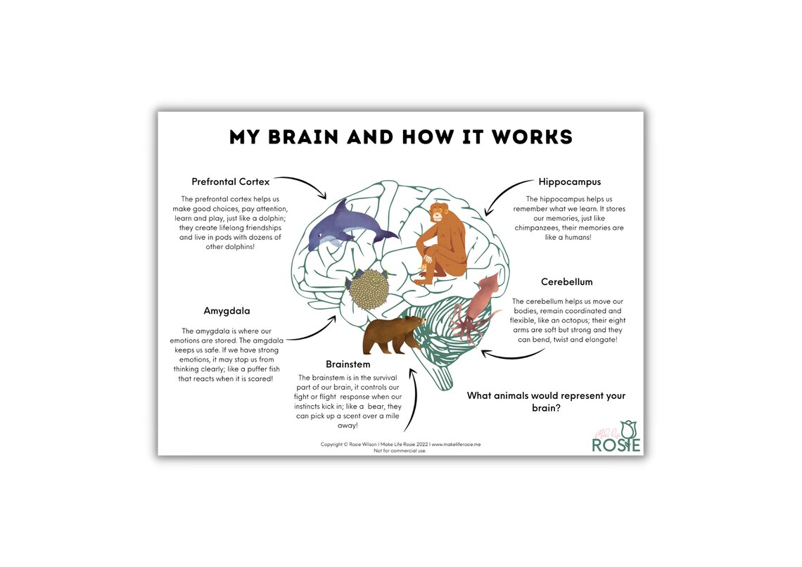 My Brain and How It Works Handout for Teens. Trauma Resource, Mental ...