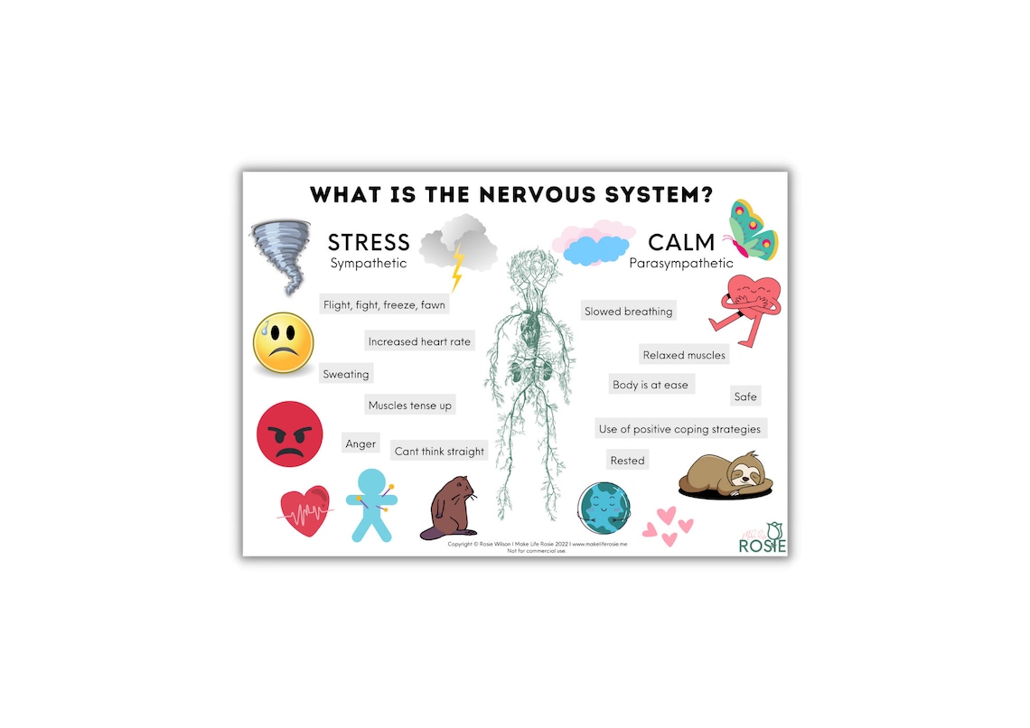 What is the Nervous System Handout for Teens and Kids. Mental Health ...