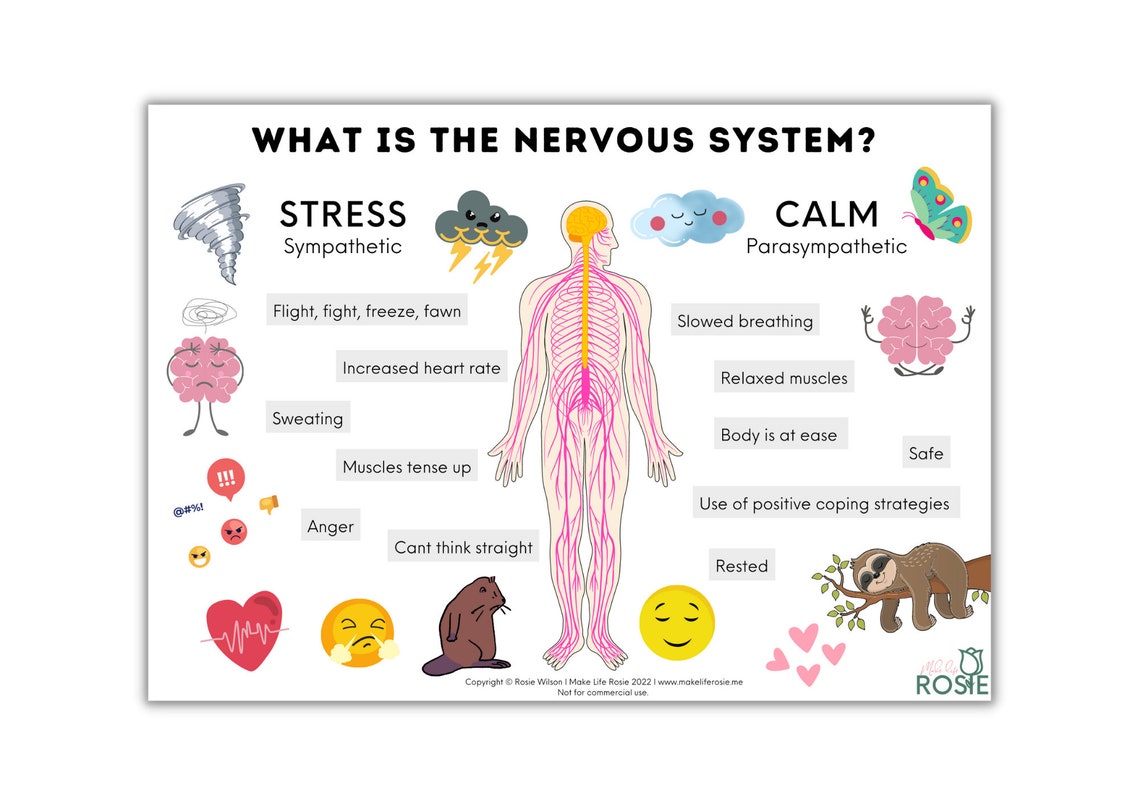 What is the Nervous System Handout for Teens and Kids. Mental | Etsy