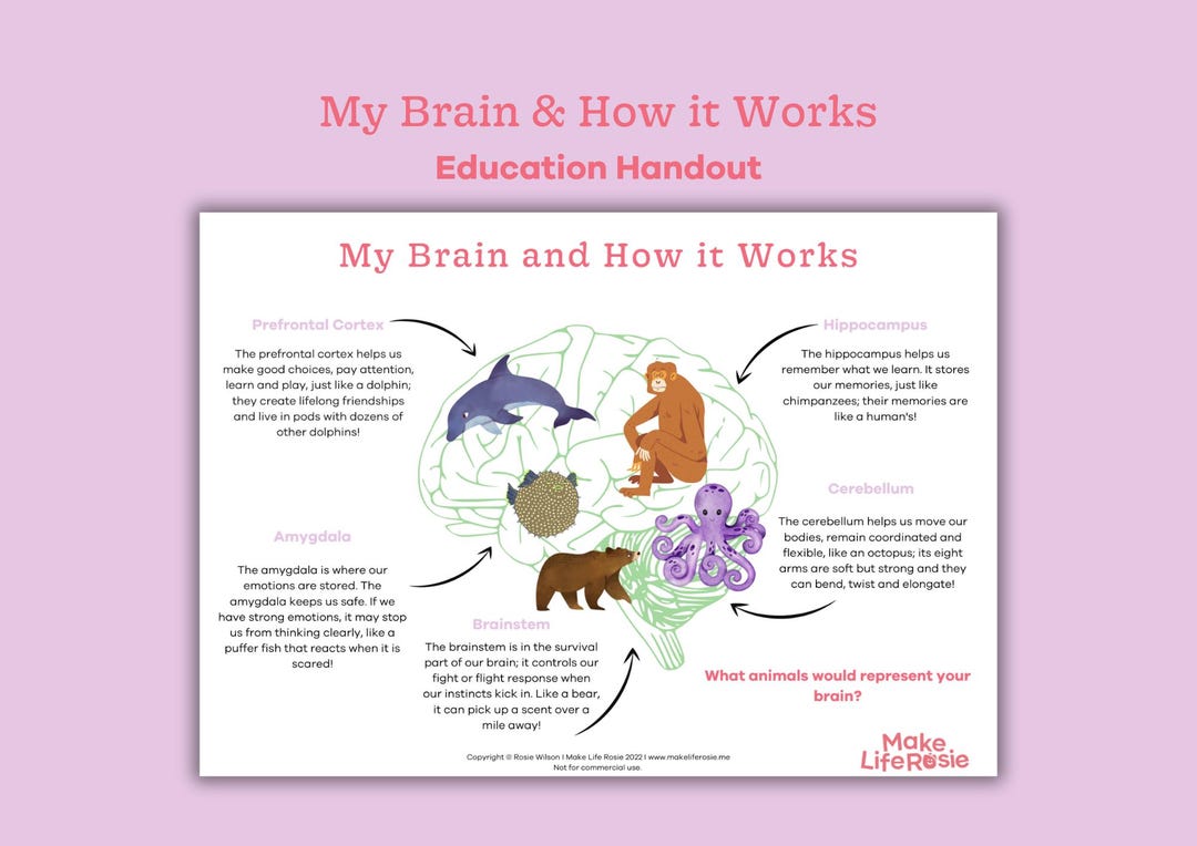 My Brain and How It Works Handout for Teens. Trauma Resource, Mental ...