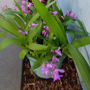 Organic Bletilla Purple Ground Orchid Live Plant (fragrant Terrestrial ...