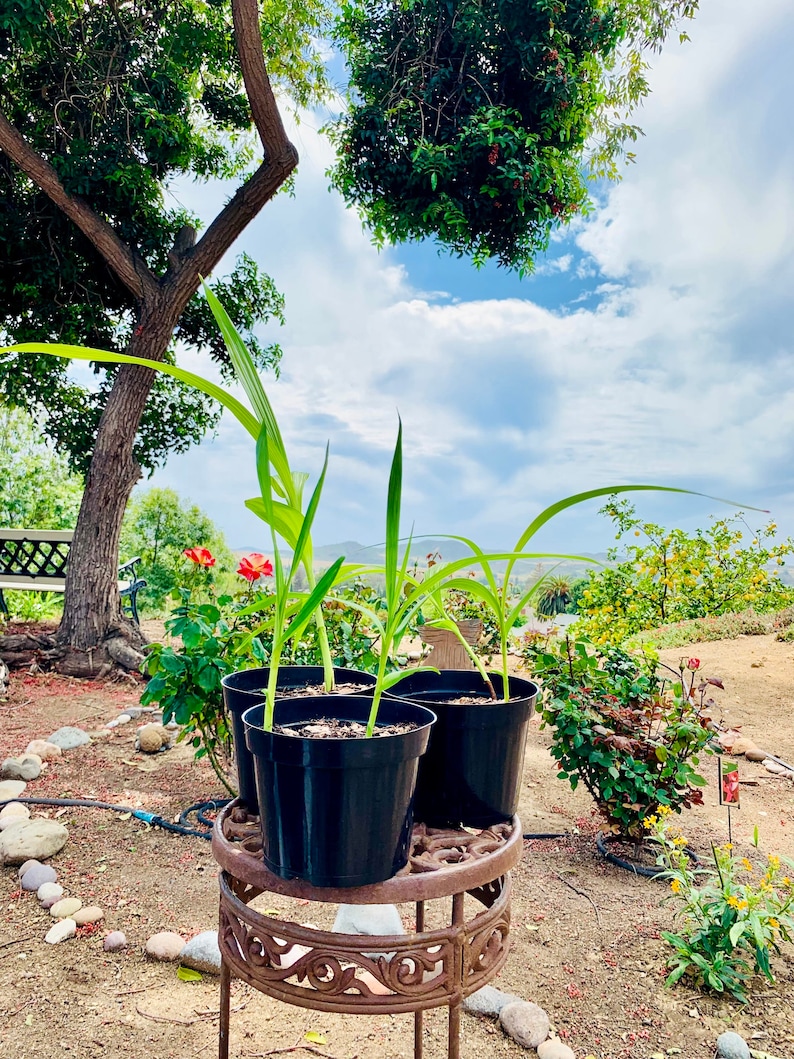 Organic Bletilla Purple Ground Orchid Live Plant (fragrant Terrestrial ...