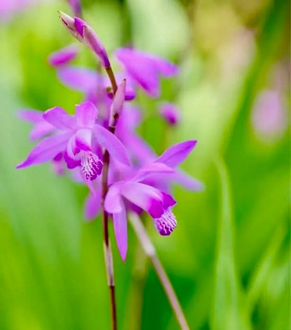 Organic Bletilla Purple Ground Orchid Live Plant fragrant | Etsy