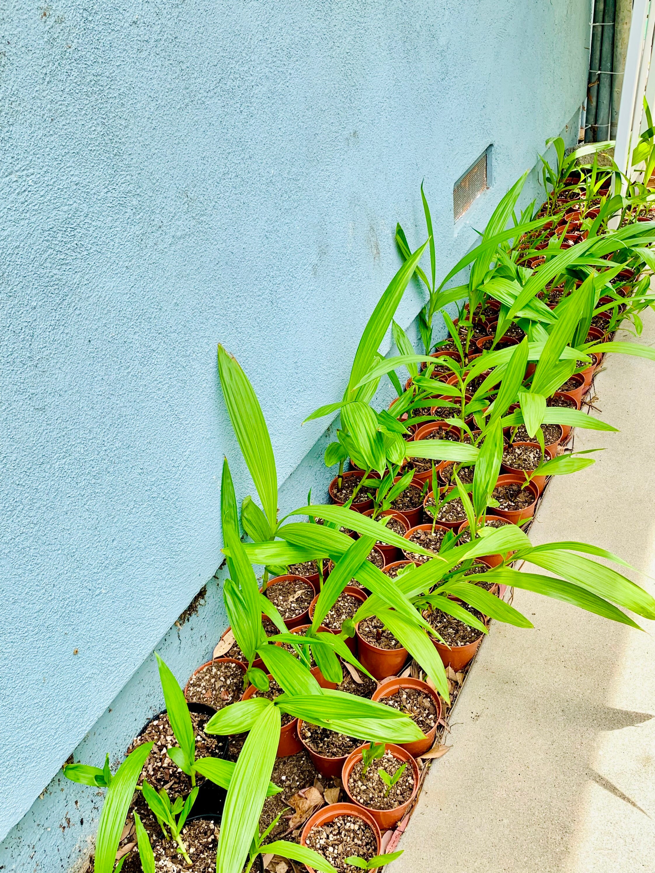Organic Bletilla Purple Ground Orchid Live Plant (fragrant Terrestrial ...