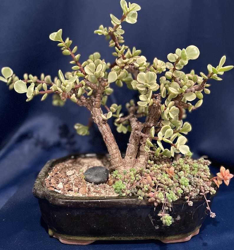 Bonsai Variegated Portulacaria Jade Live Plant W/pot - Etsy