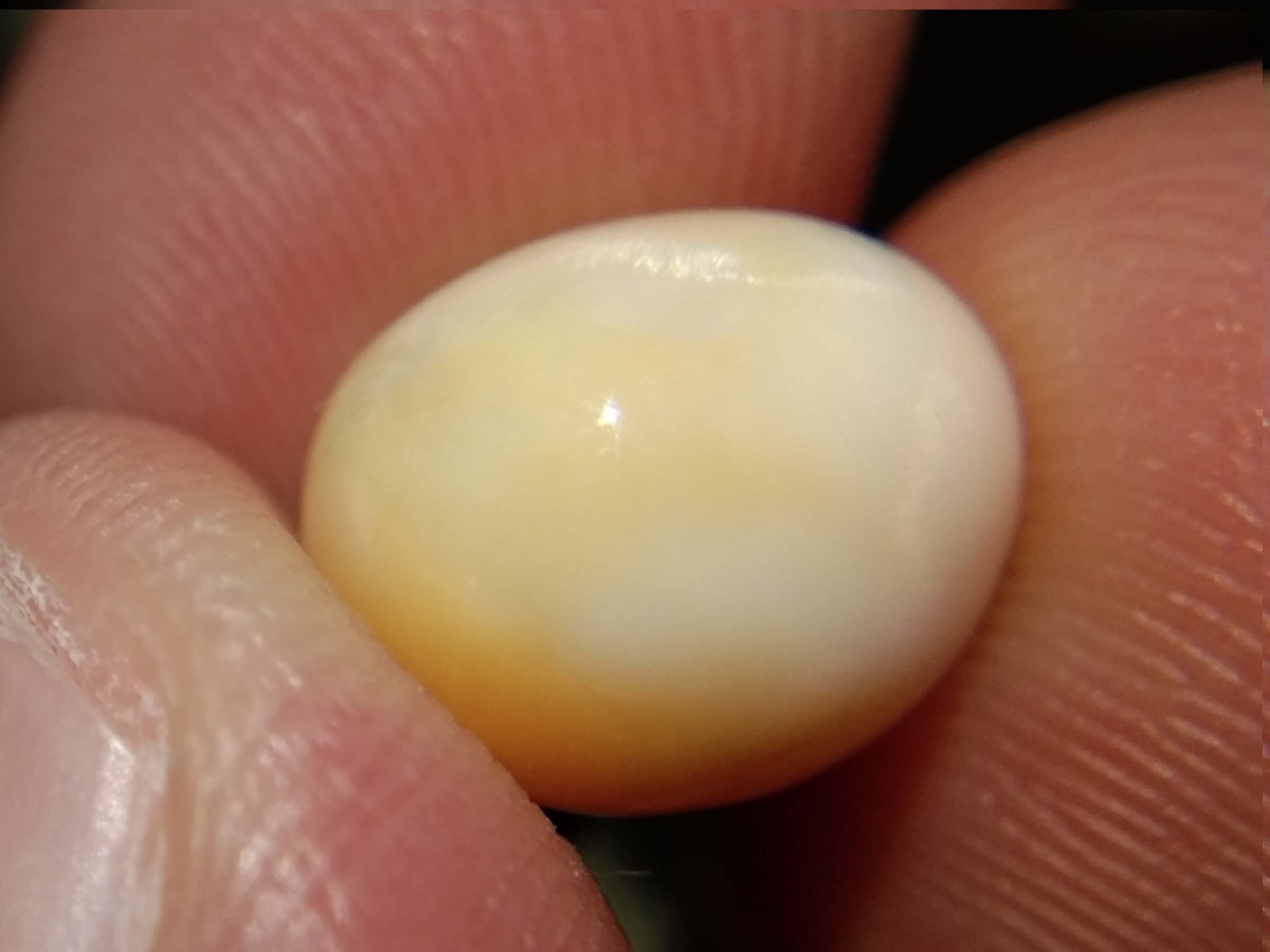 6.0ct Natural Conch Pearl With Flame Structure - Etsy
