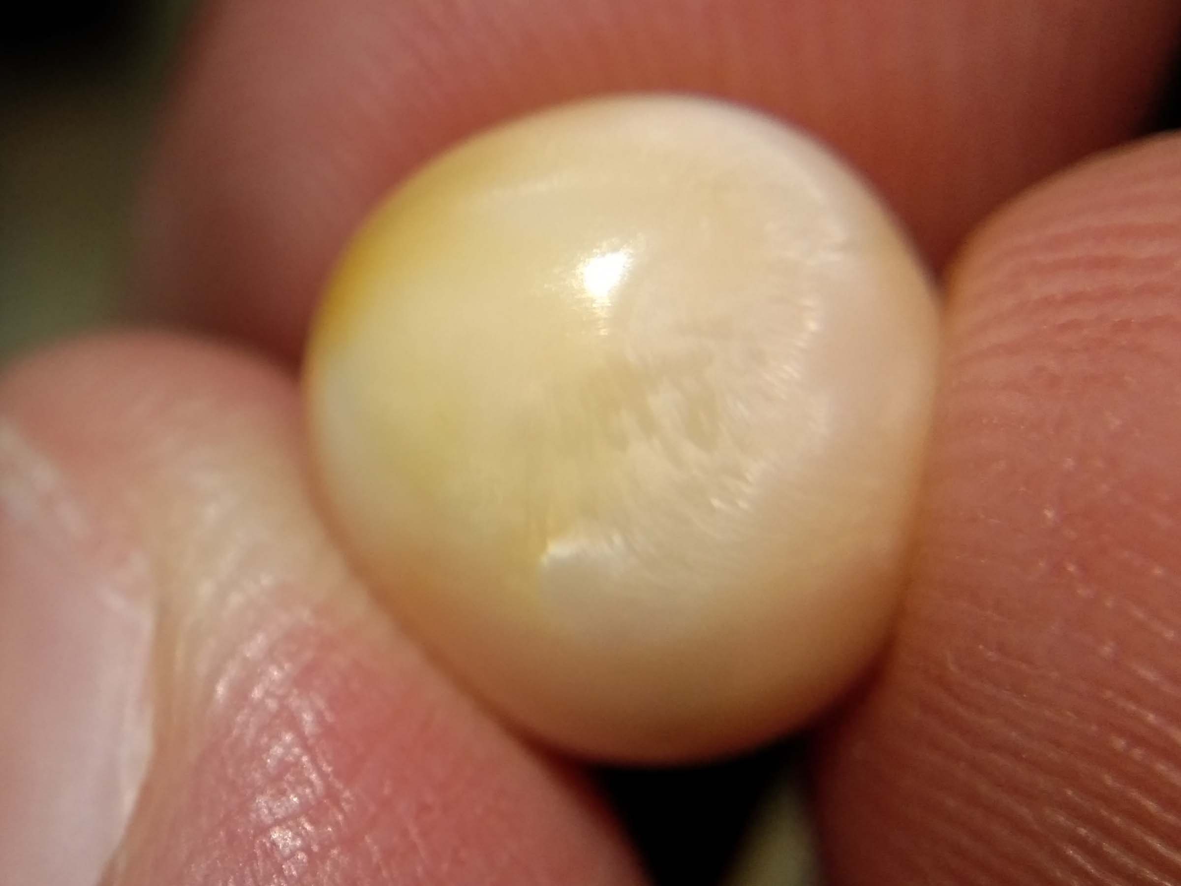 6.0ct Natural Conch Pearl With Flame Structure - Etsy