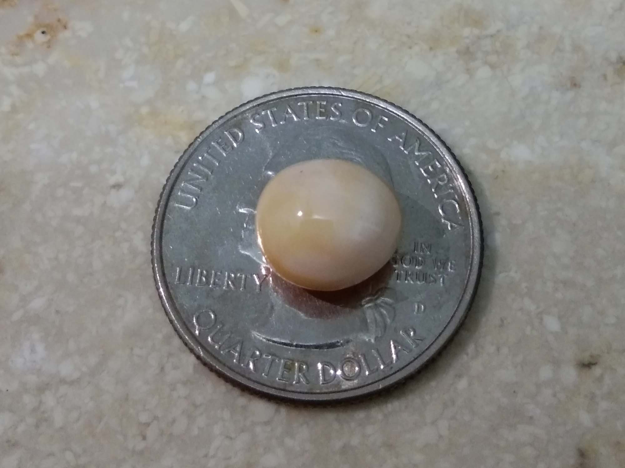 6.0ct Natural Conch Pearl With Flame Structure - Etsy