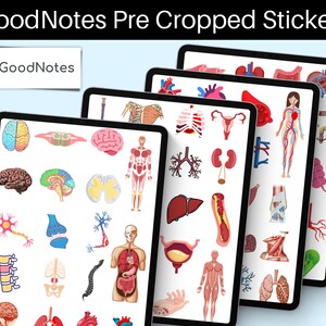 Anatomy Digital Stickers: Human Body Diagrams for Goodnotes (PNG File ...