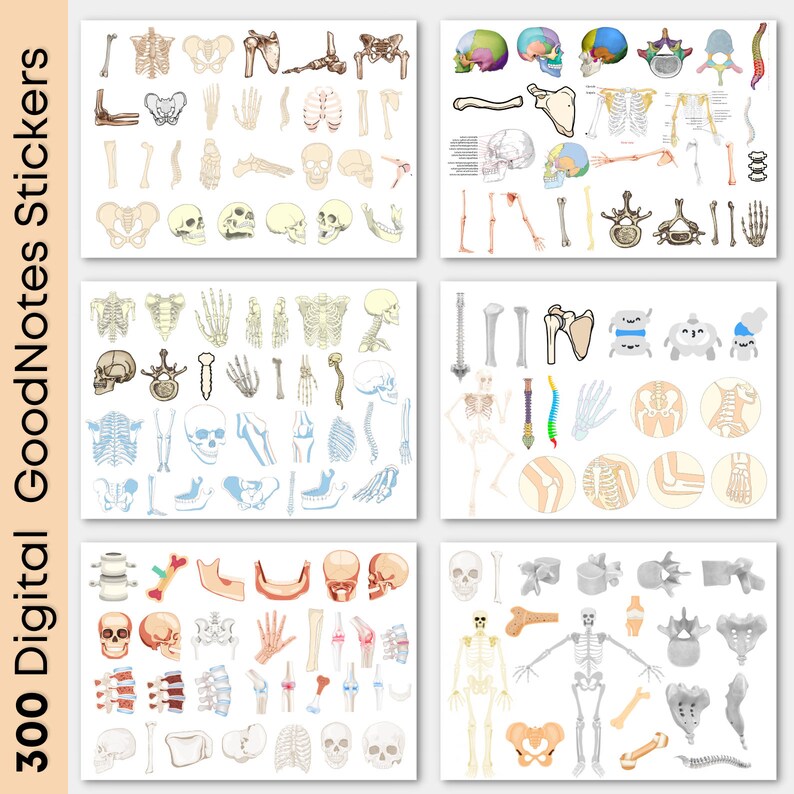 Anatomy Bones Digital Stickers: Medical Study, Goodnotes PNG (digital ...
