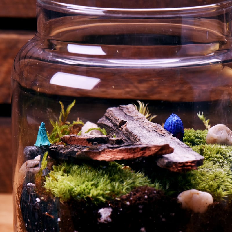 Terrarium Kit - Etsy