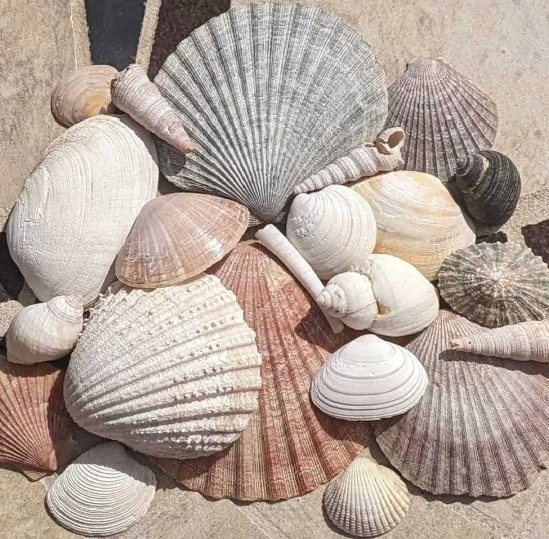 Natural British Seashells Mosaic Shells Artwork Craft Supply - Etsy UK