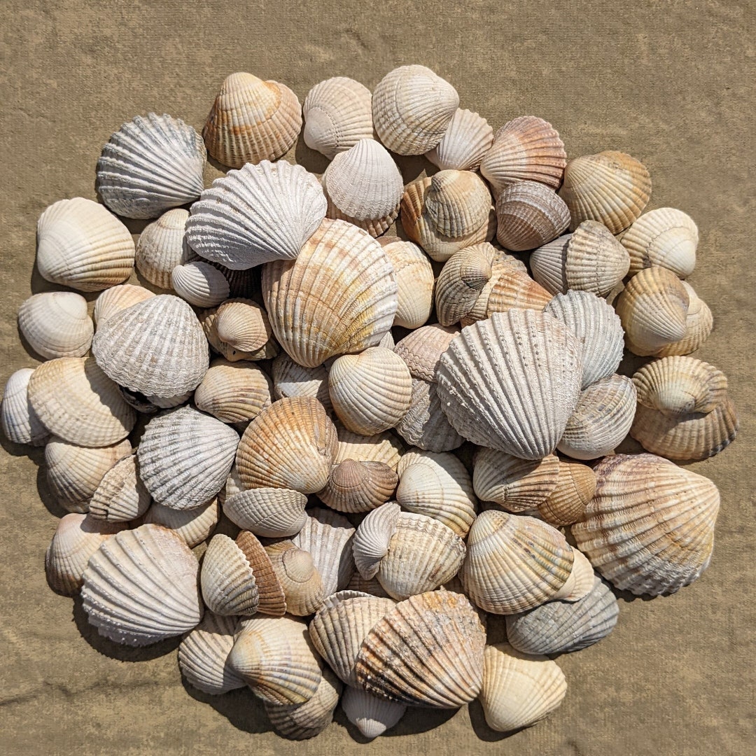 Natural Cockle Seashells Mosaic Shells Artwork Craft Supply Wedding ...