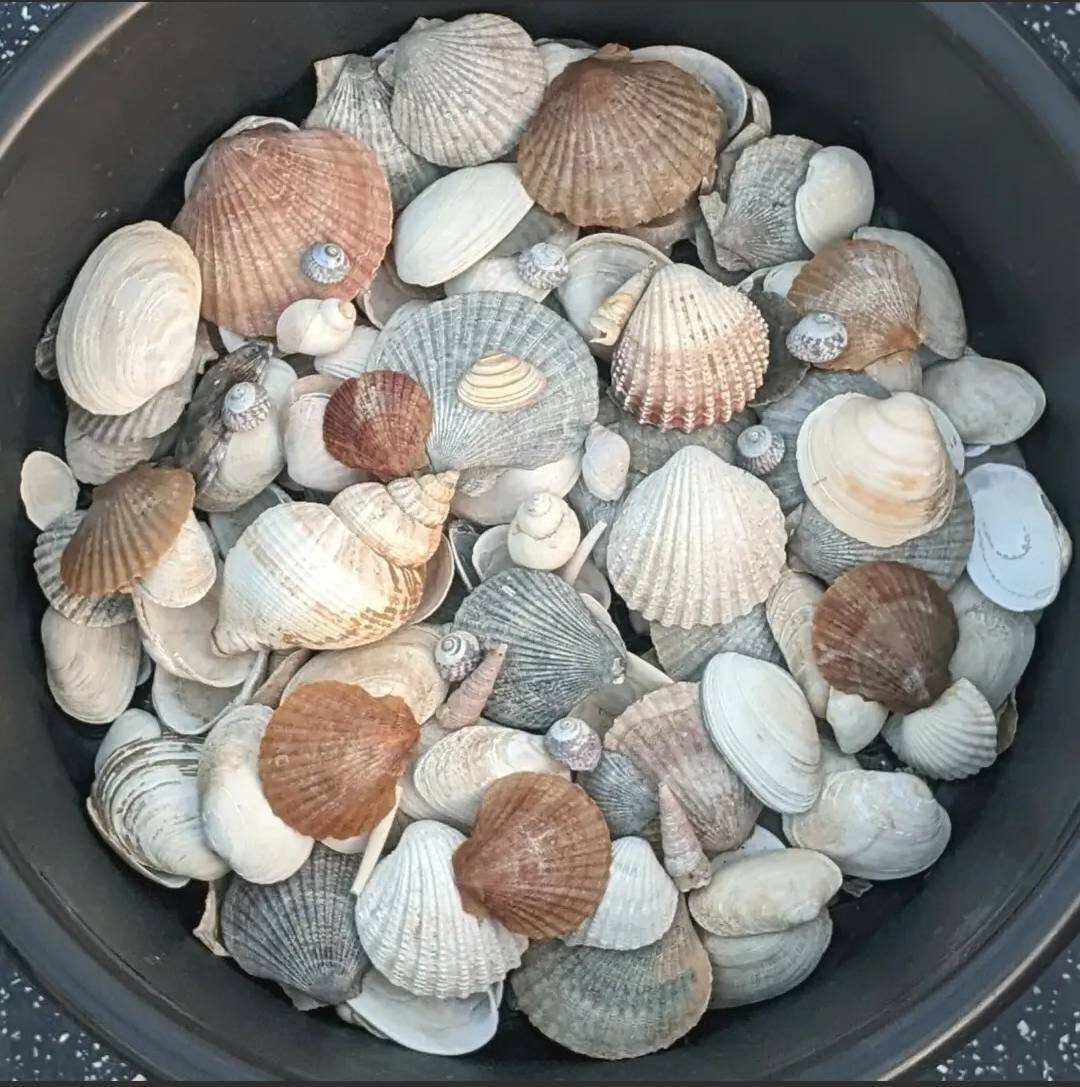 Natural British Seashells Mosaic Shells Artwork Craft Supply - Etsy UK