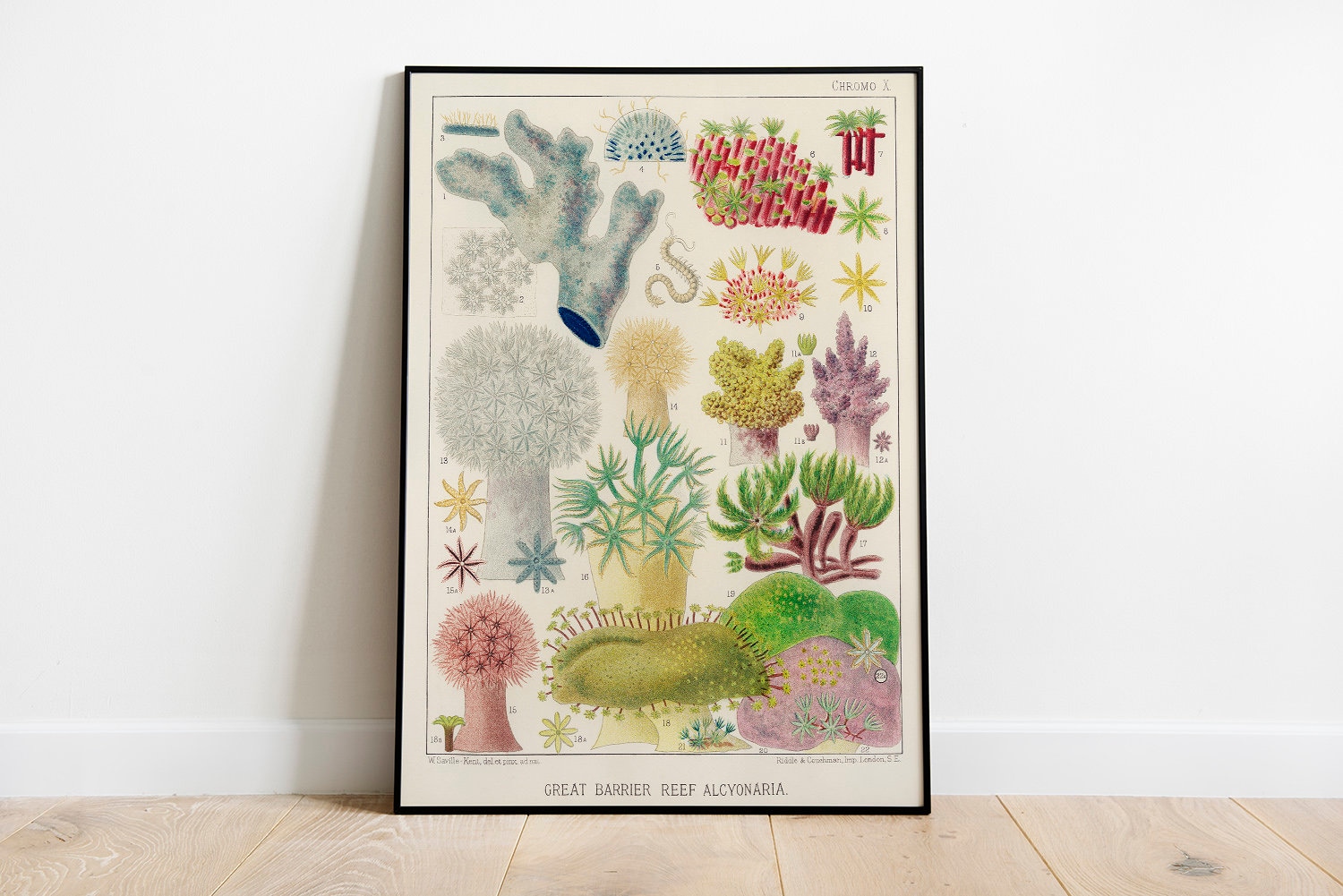 Aquatic Posters-marine Life great Barrier Reef Corals Set Prints canvas ...