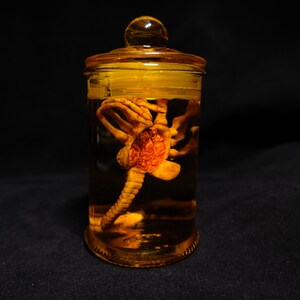Alien Jar Xenomorph Specimen Facehugger Embryo Glass Jar Movie Prop ...