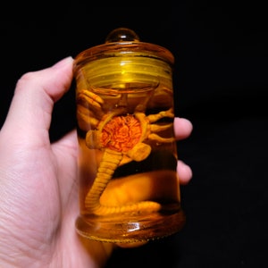Alien Jar Xenomorph Specimen Facehugger Embryo Glass Jar Movie Prop ...