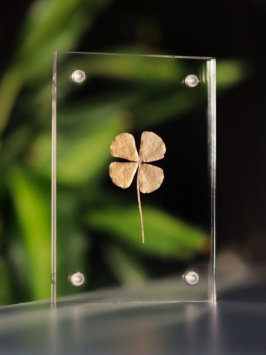 Gift Lucky Charm Real 4-leaf Clover Gold in Acrylic Picture Frame With ...