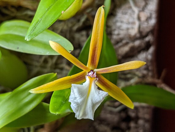 Encyclia / Dinema Polybulbon Blooming Size Orchid - Etsy