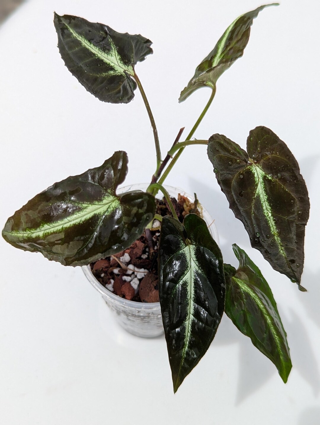 Syngonium Rayii - Small Rooted Plant - Etsy