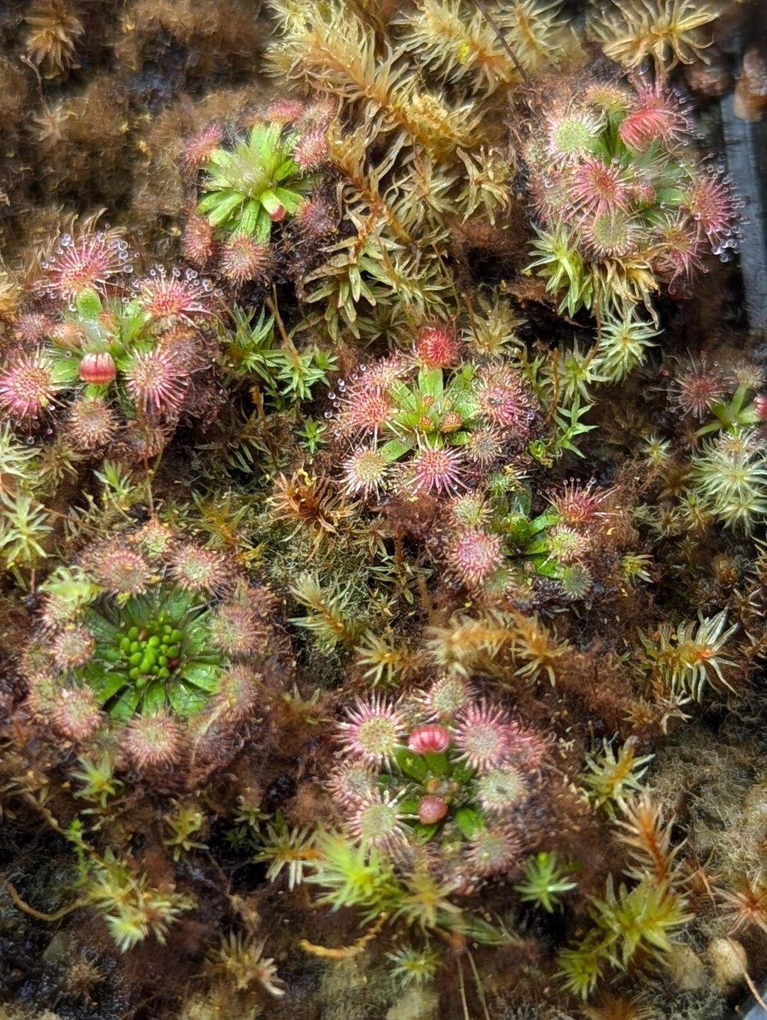 Drosera Platystigma (dark Orange) - GEMMAE - Pygmy Sundew - Etsy