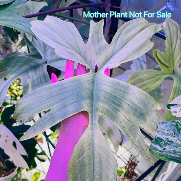 Florida Ghost Philodendron - Etsy