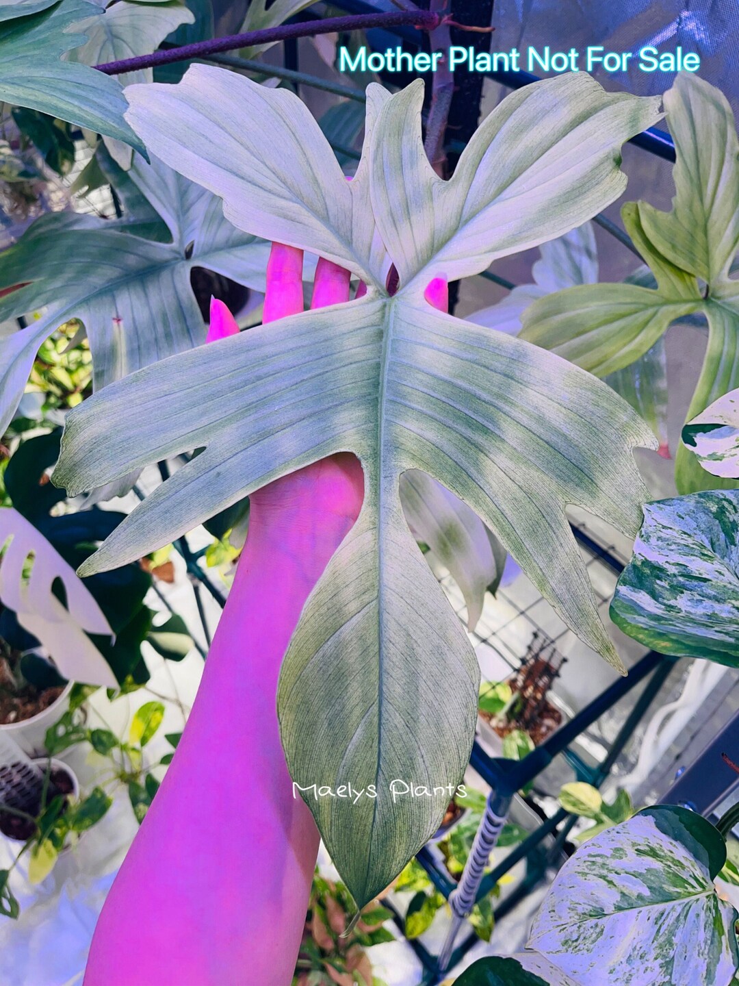 Philodendron Florida Ghost Mint Plant - Update 4/18/2025 - US Seller ...