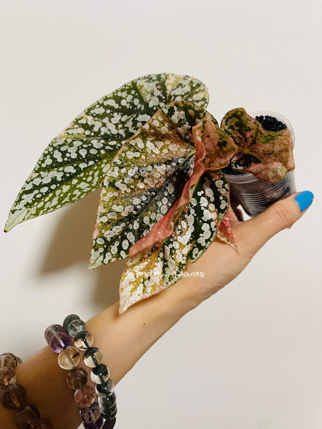 Begonia Snow Capped Variegated Rooted US Seller Free Shipping - Etsy