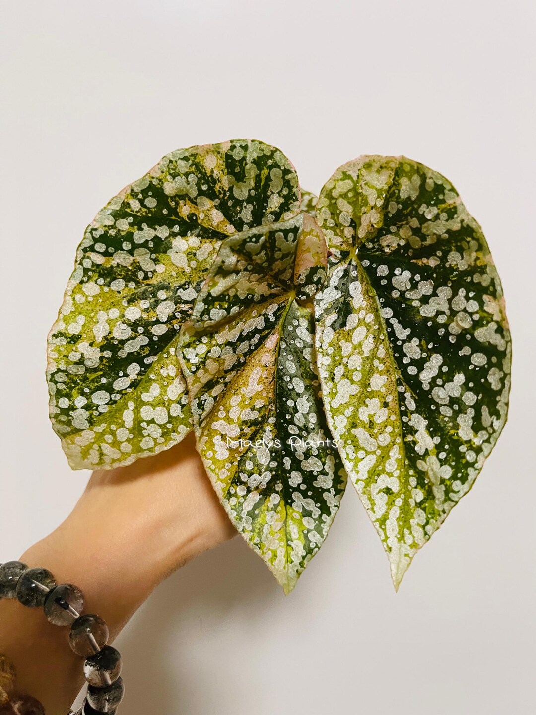 Begonia Snow Capped Variegated Rooted US Seller Free Shipping - Etsy