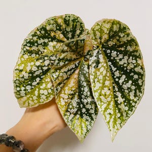Begonia Snow Capped Variegated Rooted US Seller Free Shipping - Etsy